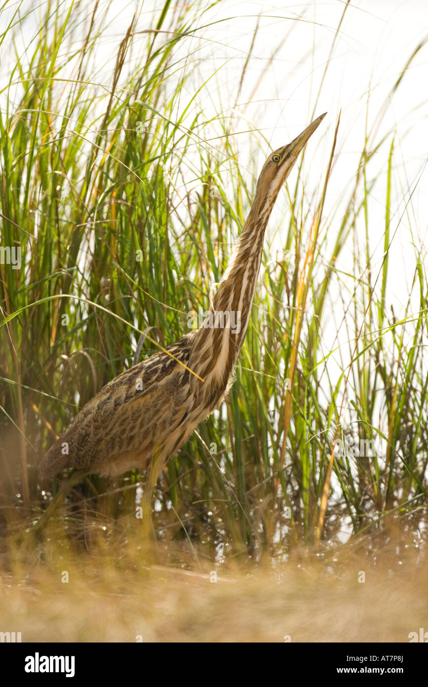 American Bittern Botaurus lentiginosus in reeds Stock Photo - Alamy