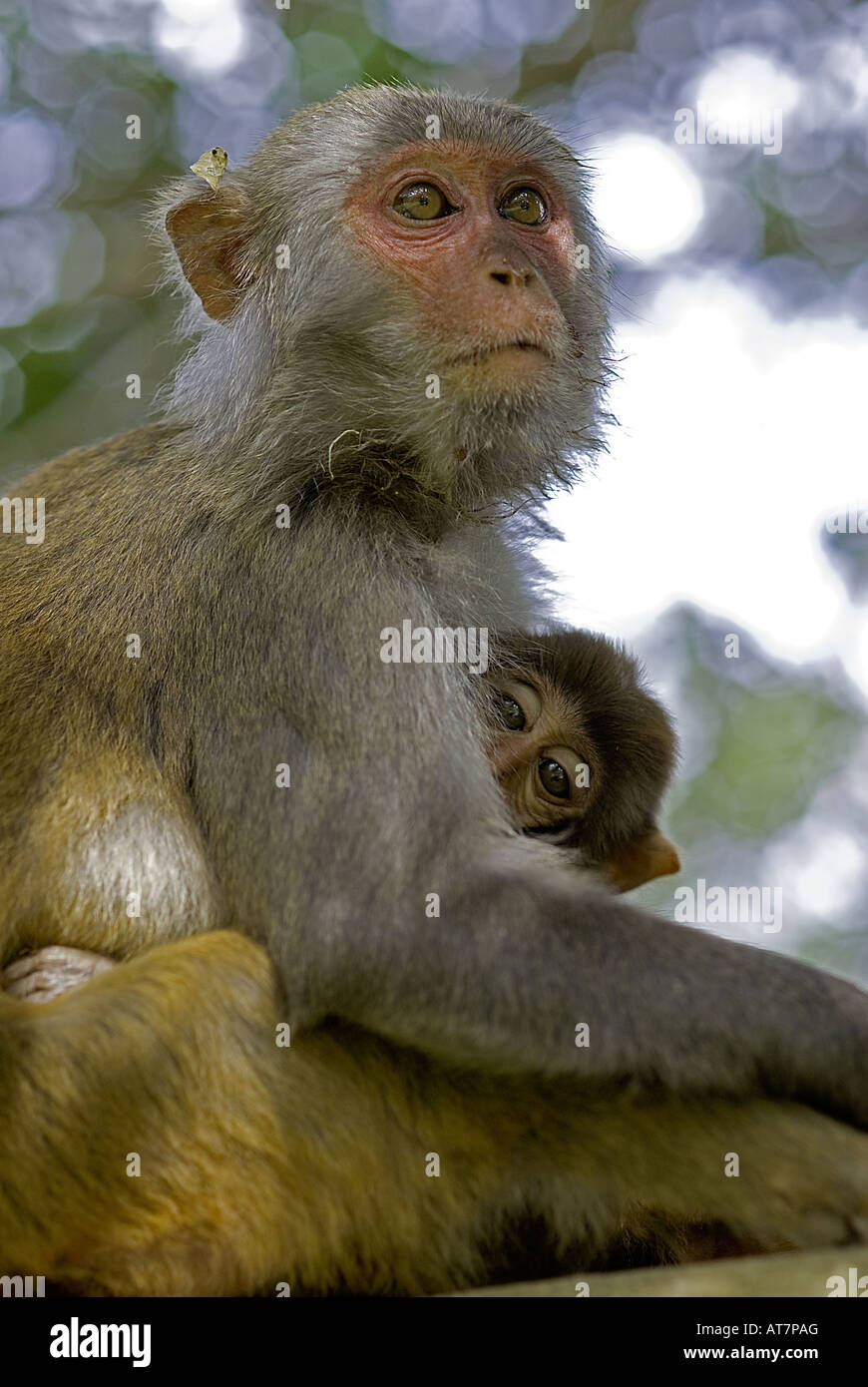 A portrait of a Macaque Monkey Mother and Baby Seated on a branch in ...