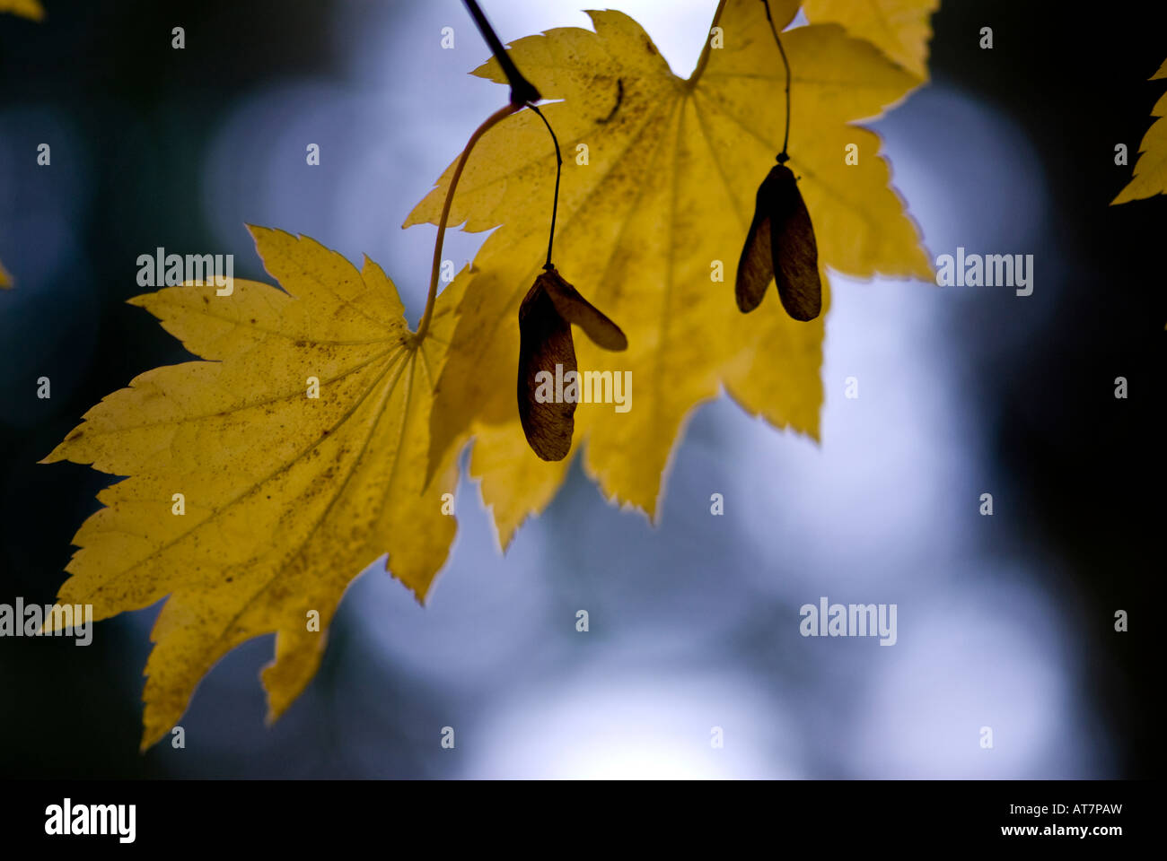 Suspended seed pods hi-res stock photography and images - Alamy