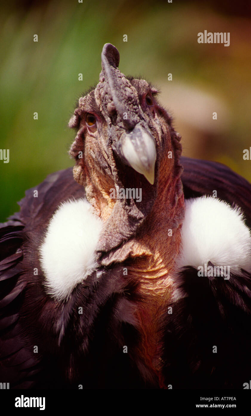 Vertical close up portrait of condor looking straight at camera ...