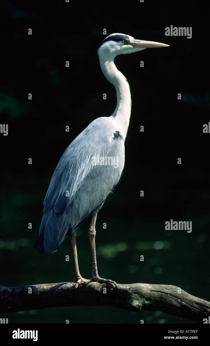 Full profile heron hi-res stock photography and images - Alamy