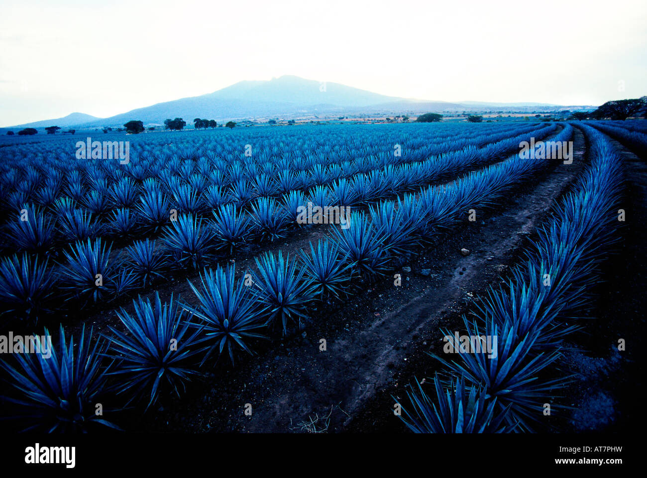 Blue Agave fields are surrounding the town of Tequila Stock Photo - Alamy