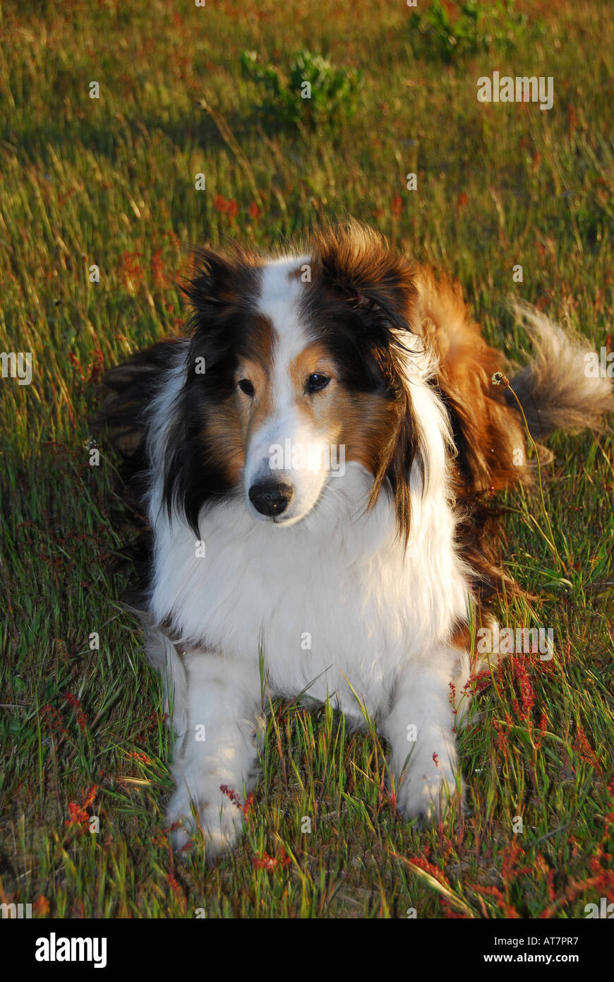 Dog resting in the evening sun Stock Photo - Alamy