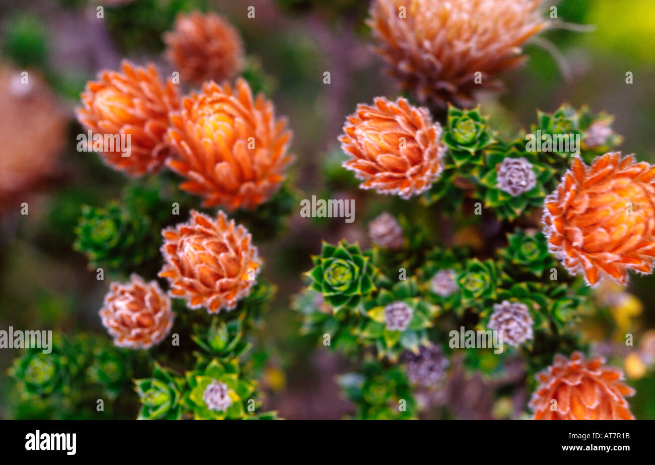 Horizontal landscape detail of orange blooms of Chuquiragua, the ...