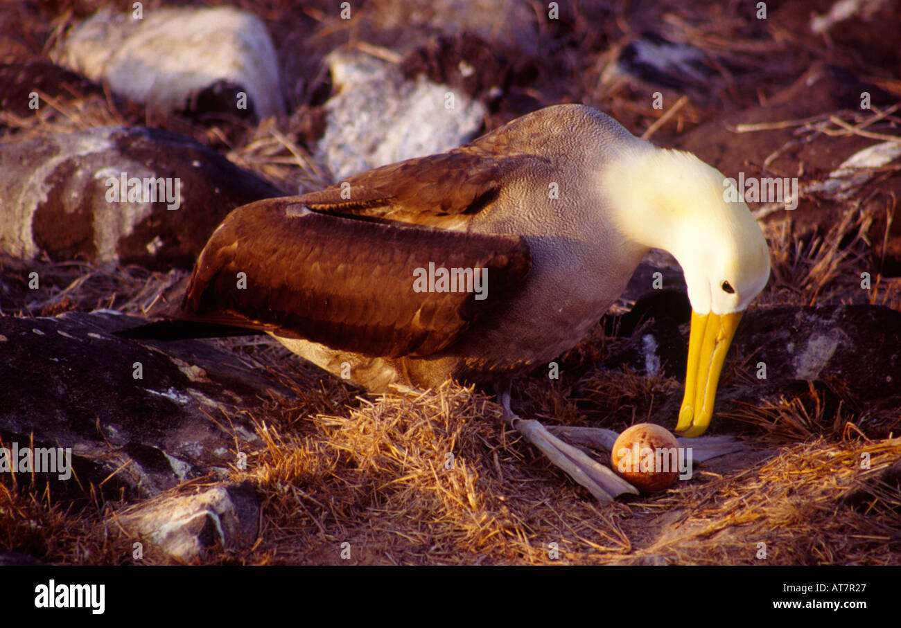 Horizontal portrait of a Waved Albatross on nest with egg, Espanola ...
