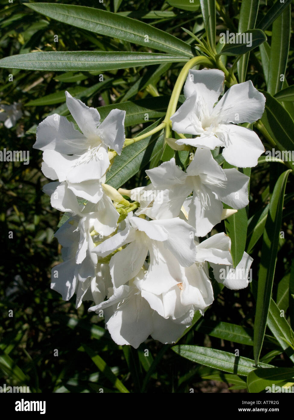 White Flower exotic tropical plant at Spring Bay, Bequia, Caribbean ...
