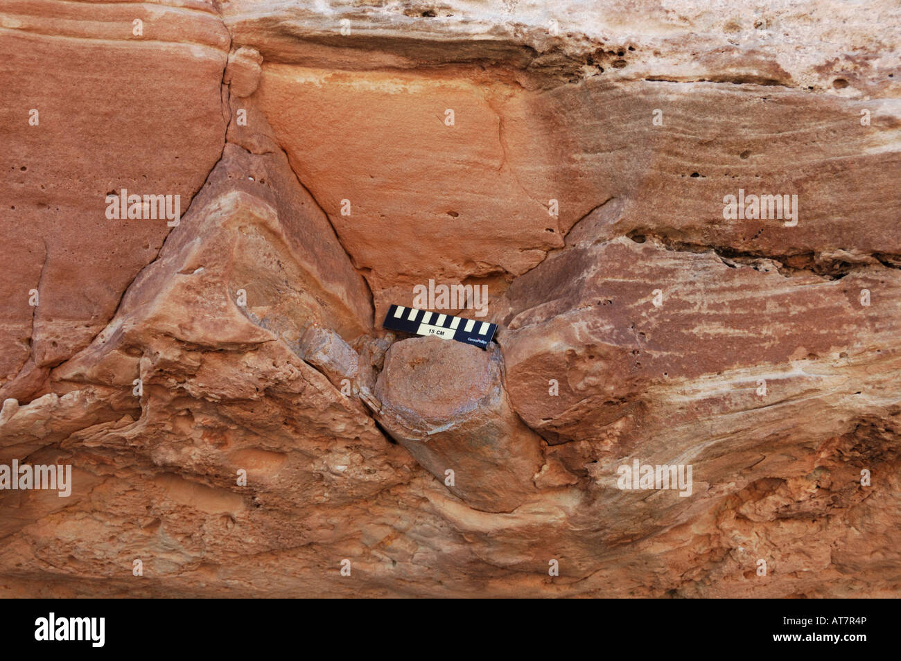 Fossil in matrix hi-res stock photography and images - Alamy