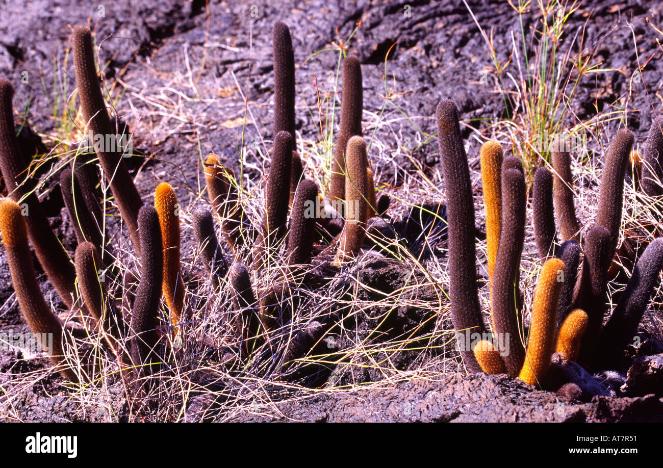 Cactus, Isabela Island, Galapagos archipelago, Ecuador, South America ...
