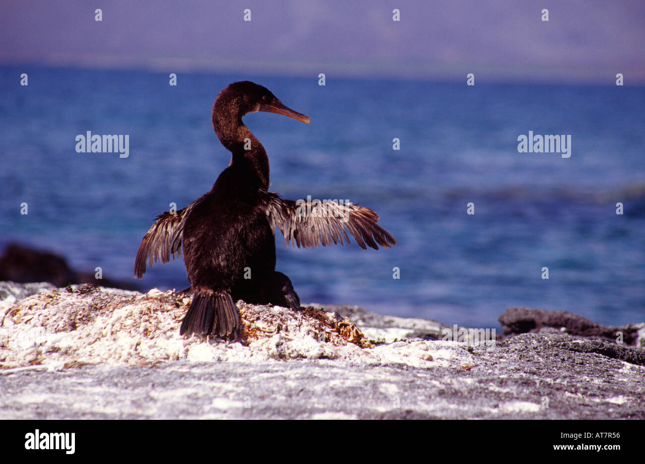Vestigial wings hi-res stock photography and images - Alamy