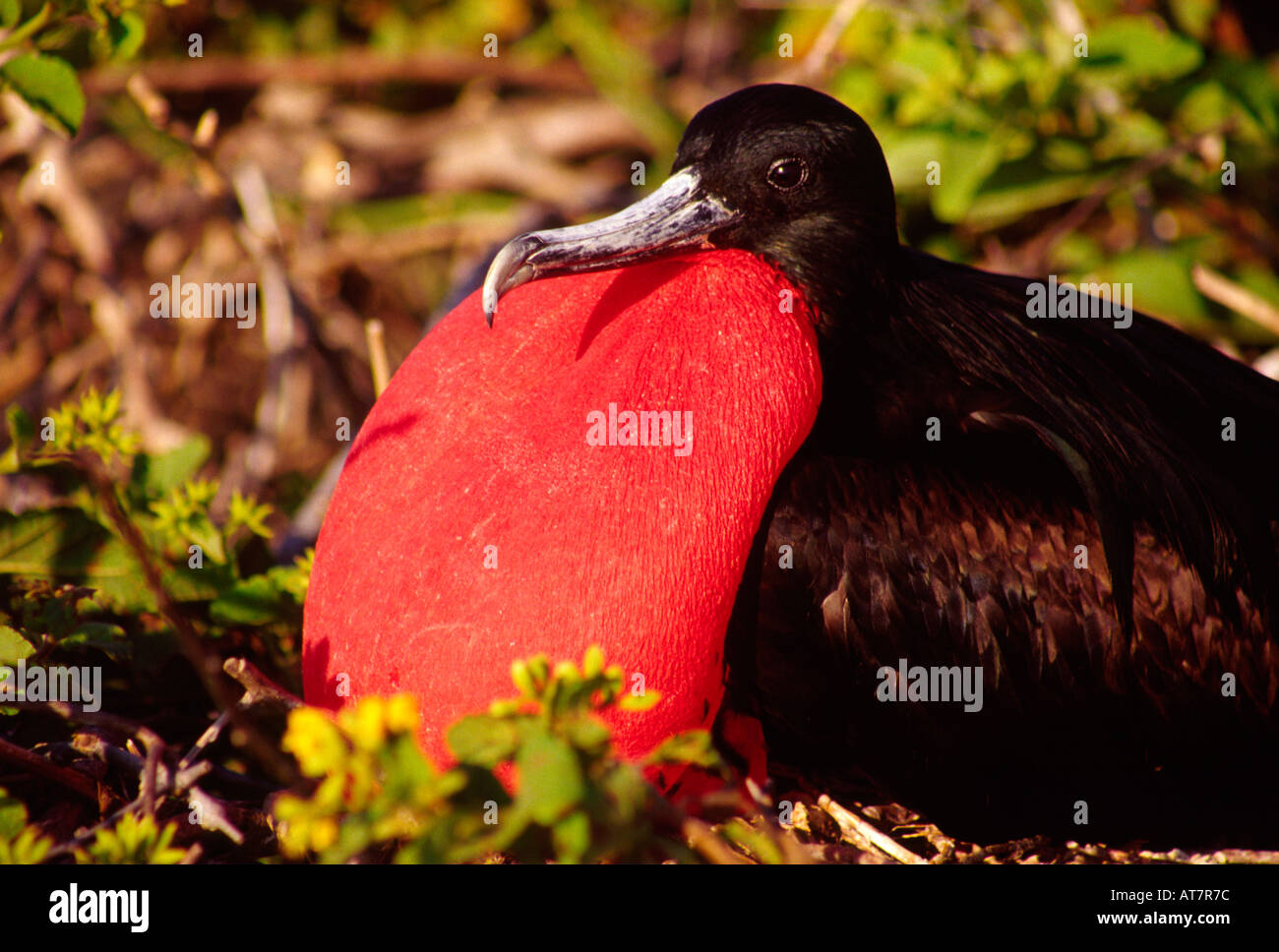 Great Frigate Bird, North Seymour Island, Galapagos archipelago Stock ...