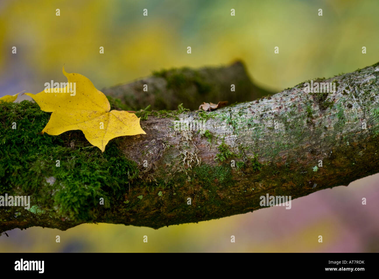 A single yellow Acer leaf resting on a moss covered branch of a tree in ...