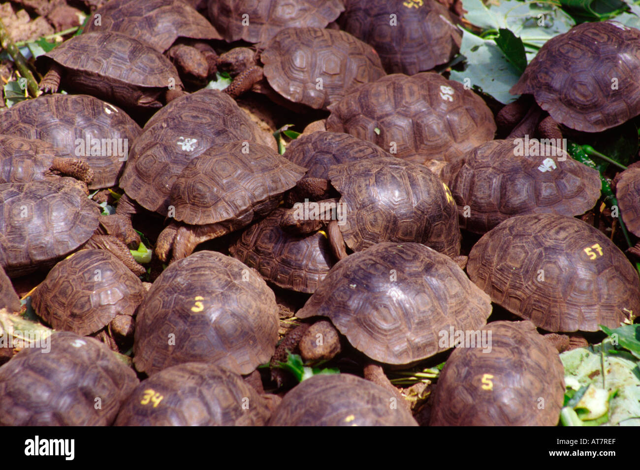 Baby Giant Tortoises, Charles Darwin Research Centre, Santa Cruz Island ...
