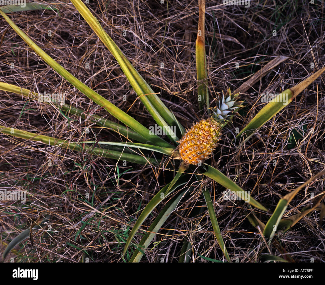 Pineapple tropical fruit growing in plantation, Guadeloupe, French West ...