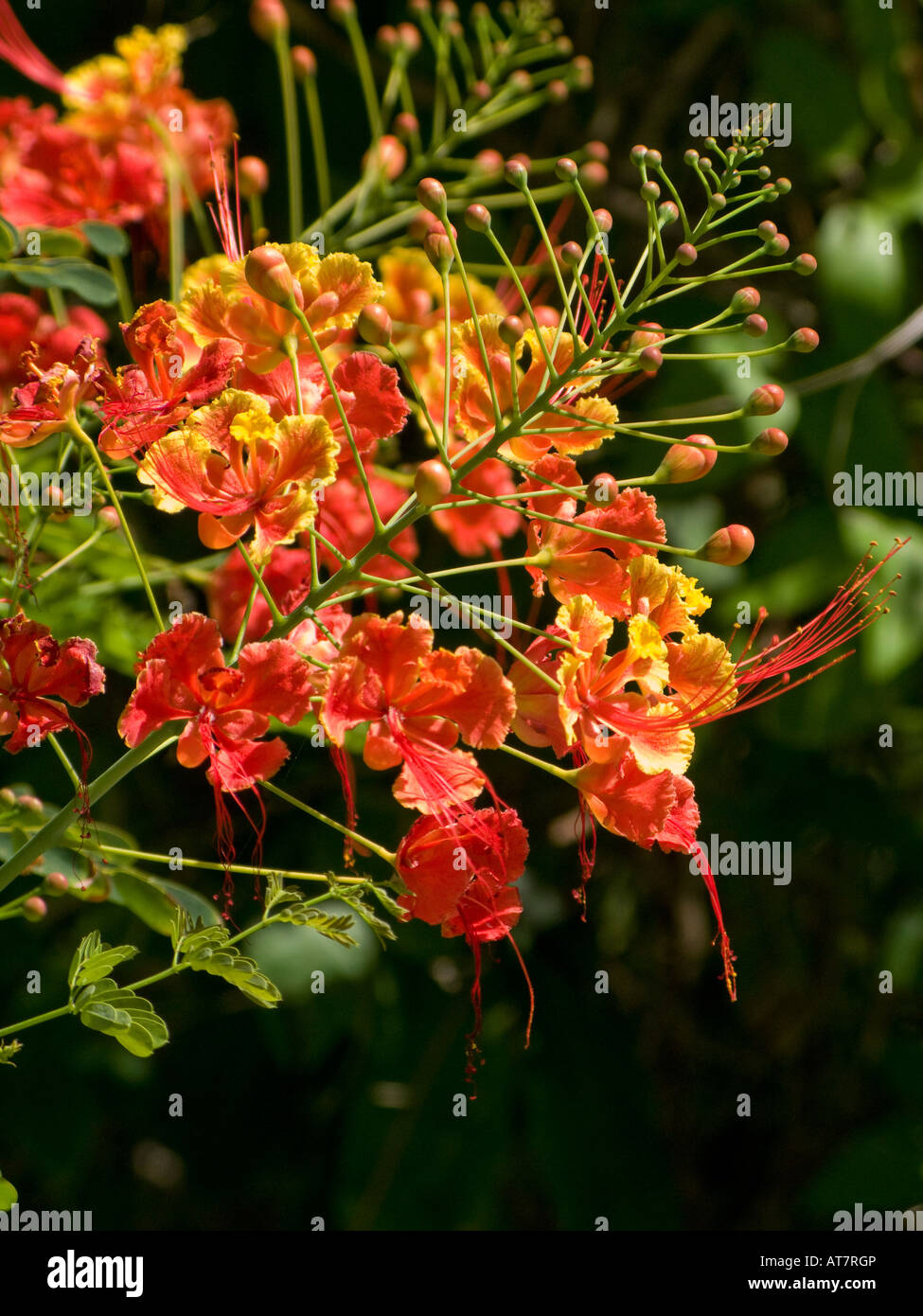 "Pride of Barbados" exotic tropical plant at Spring Bay, Bequia ...