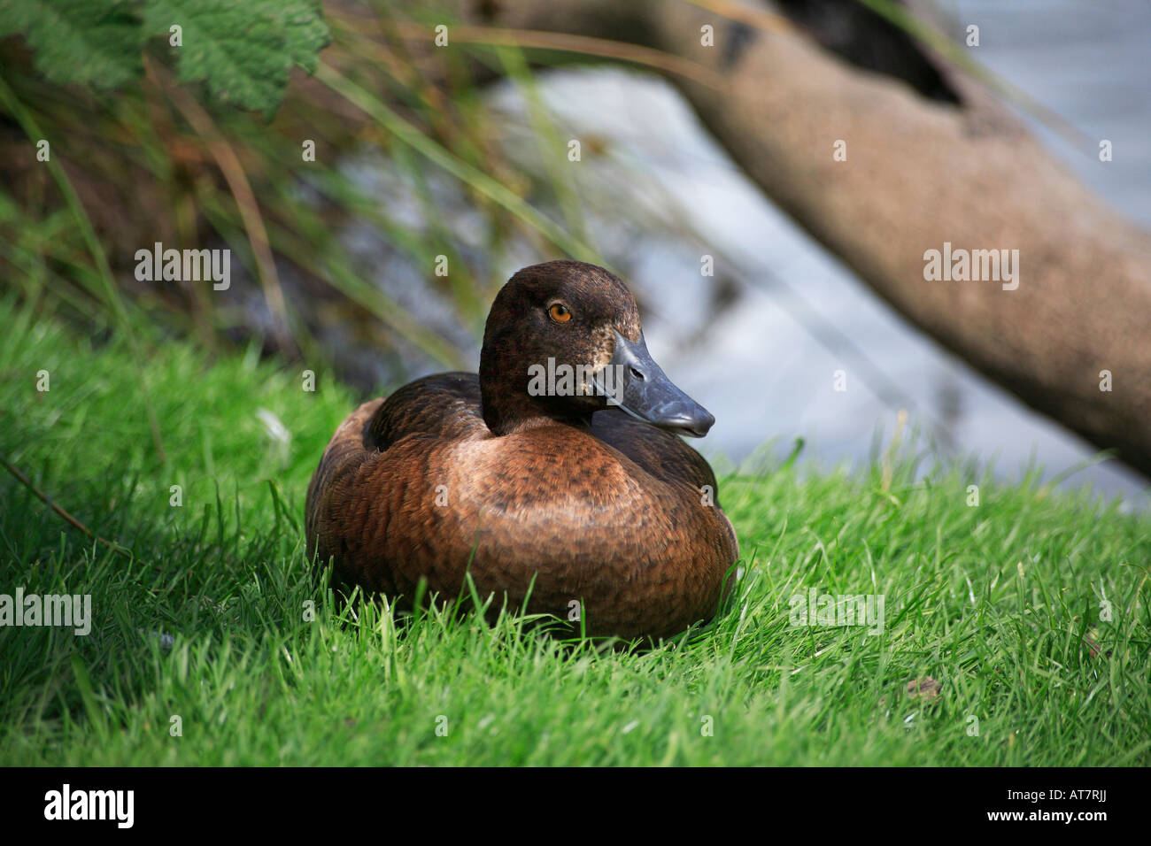 Brown Teal Duck Anas chlorotis bird Stock Photo - Alamy