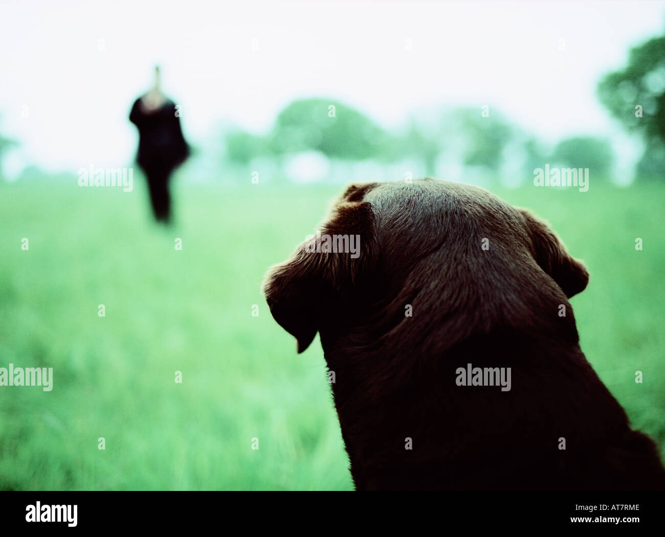 Chocolate Labrador Windsor Great Park 2000 Stock Photo - Alamy