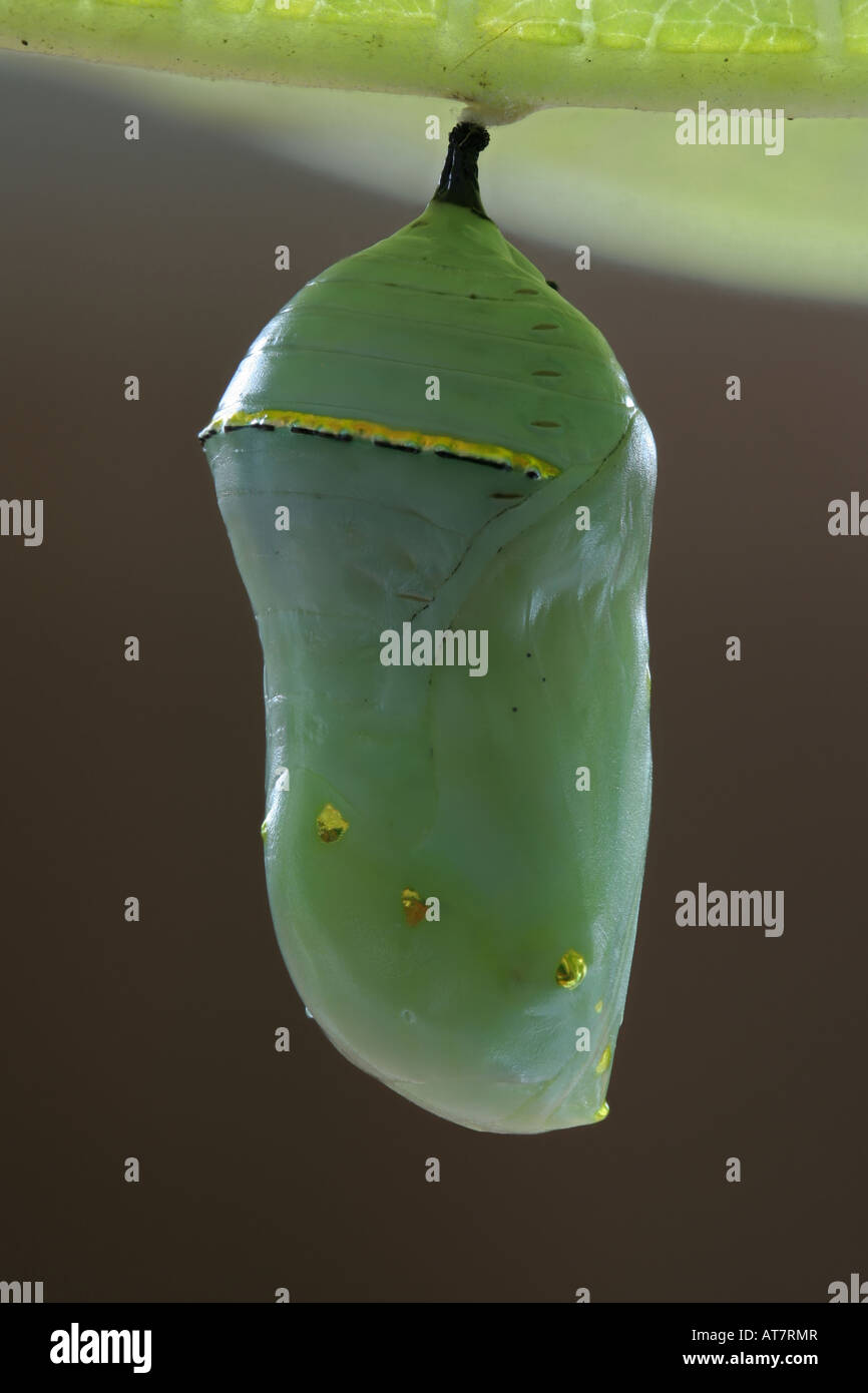 Chrysalis pupa hi-res stock photography and images - Alamy