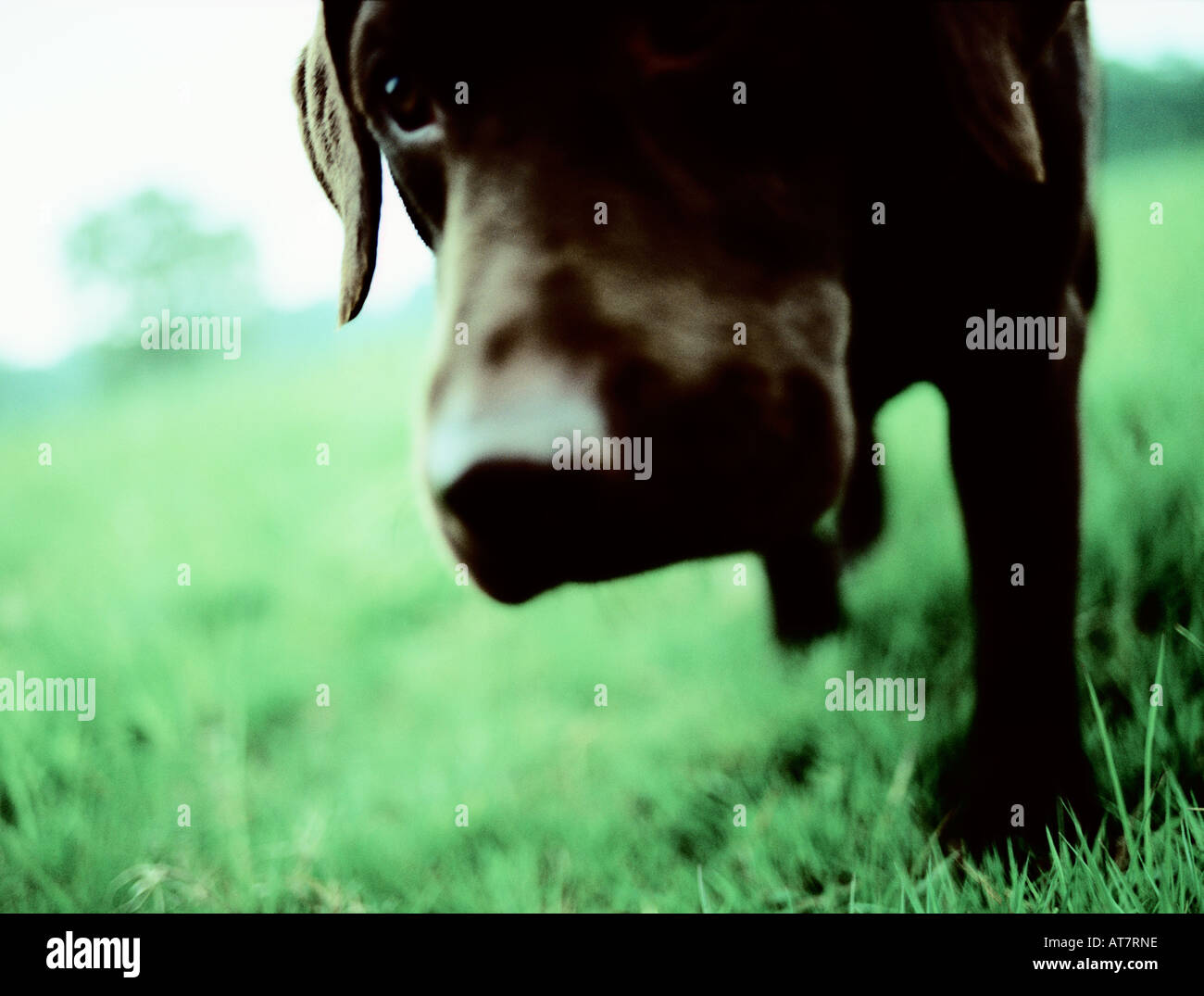 Chocolate Labrador searching in grass Windsor Great Park 2000 Stock ...