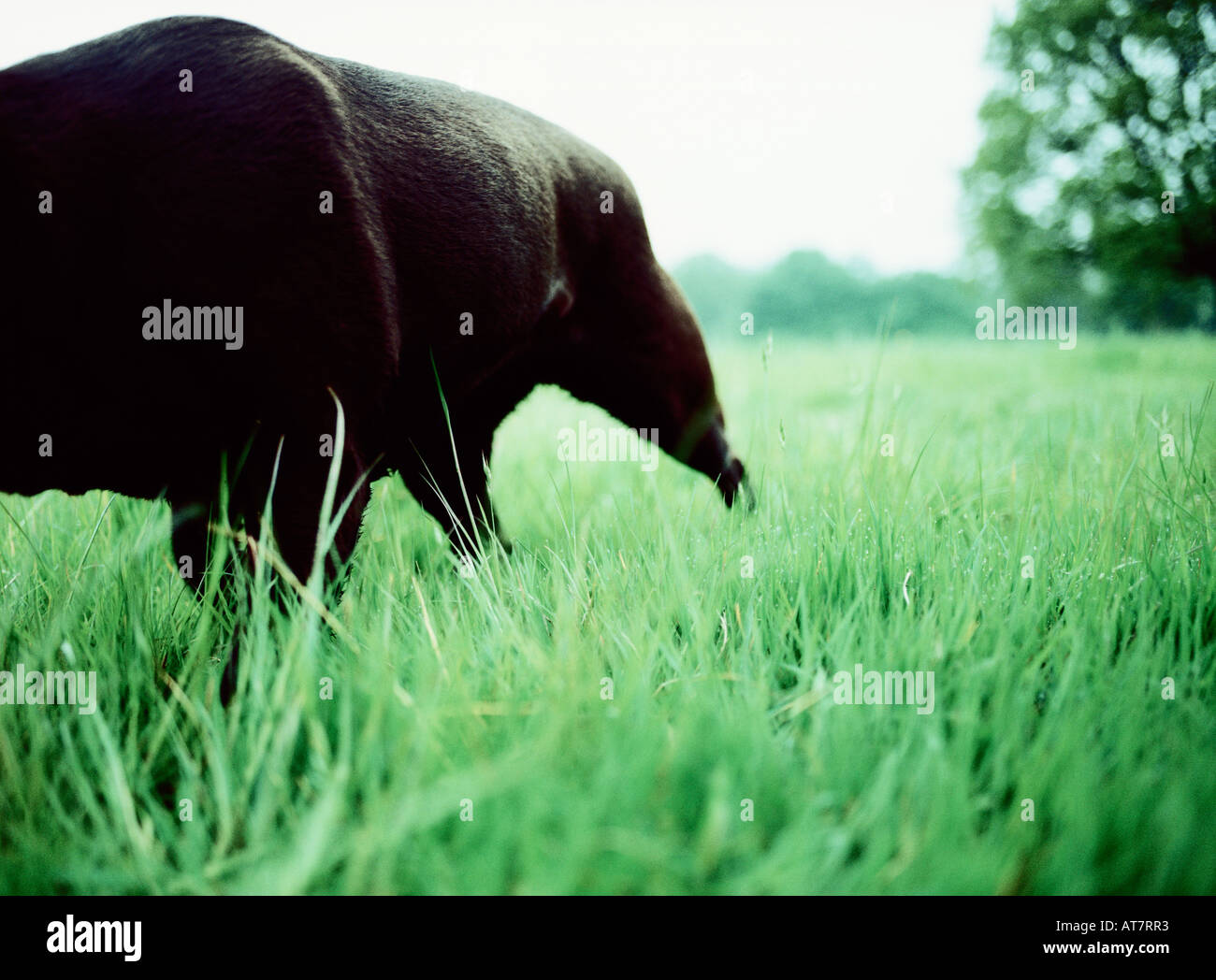 Chocolate Labrador searching in grass Windsor Great Park 2000 Stock ...