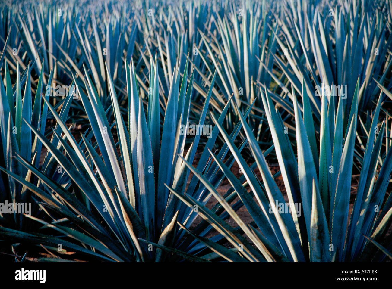 Blue Agave plants Stock Photo - Alamy