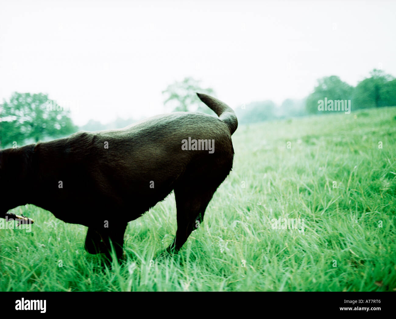 Chocolate Labrador searching in grass Windsor Great Park 2000 Stock ...