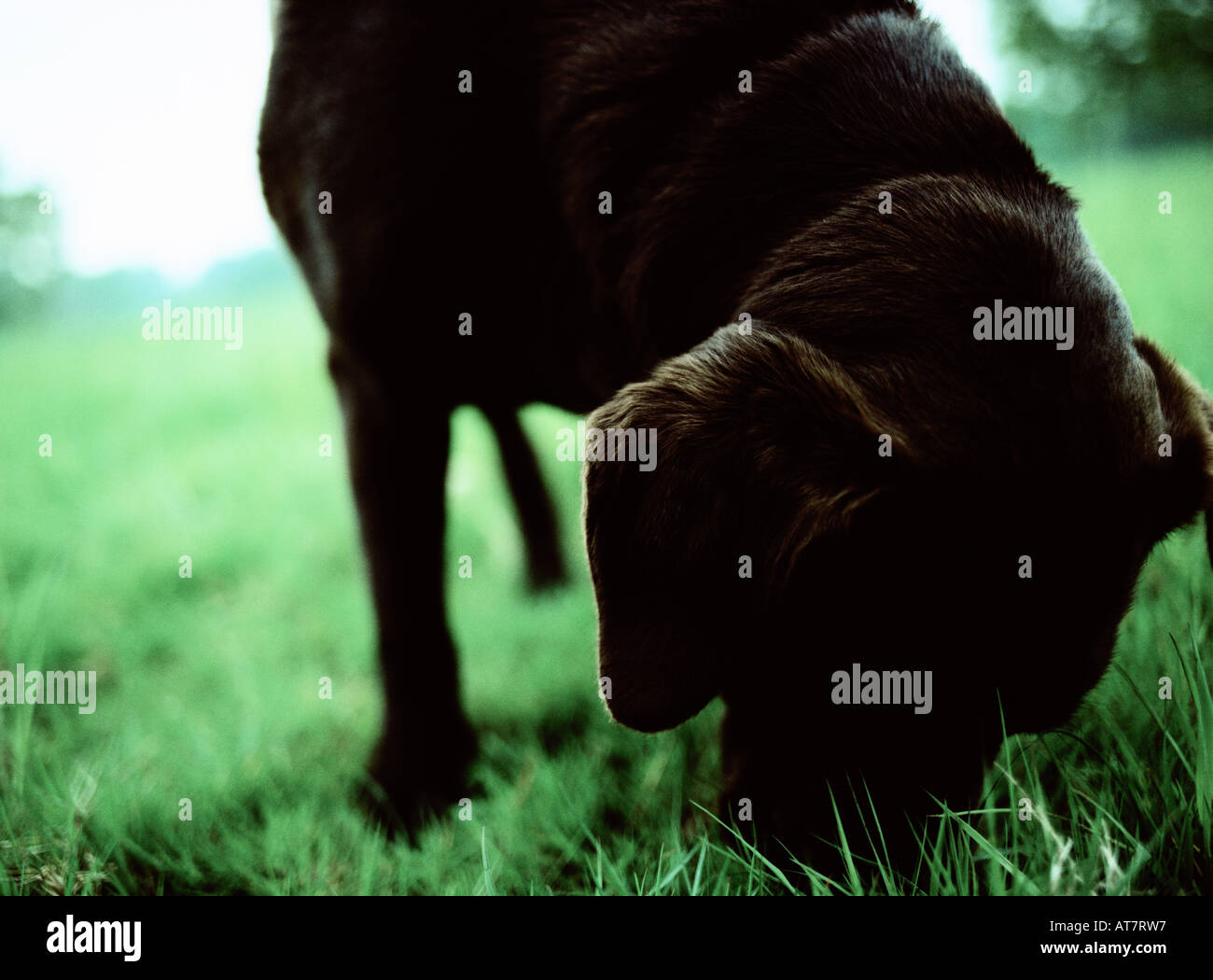 Chocolate Labrador searching in grass Windsor Great Park 2000 Stock ...