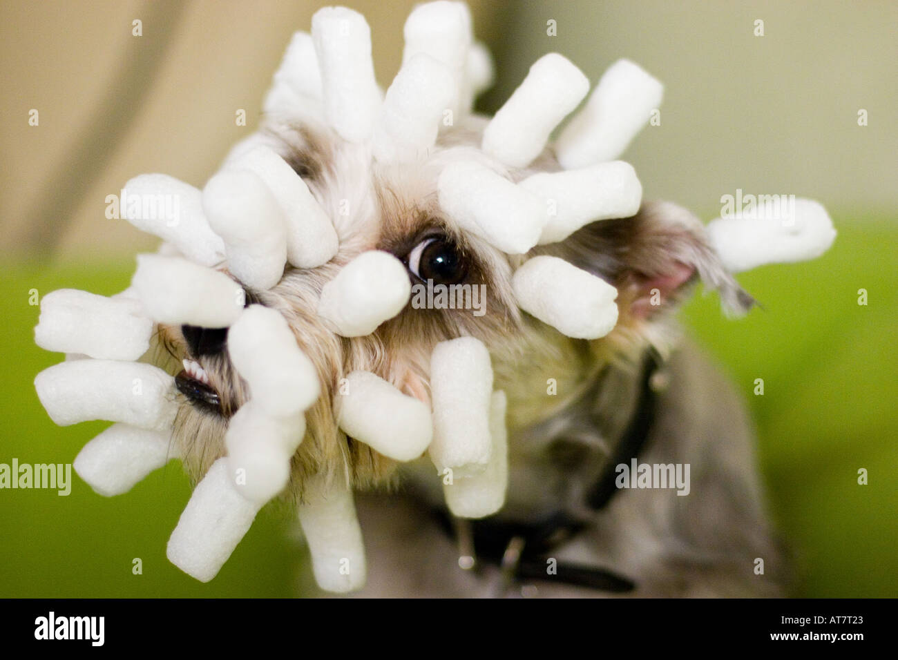 Packing Dog 3 Stock Photo - Alamy