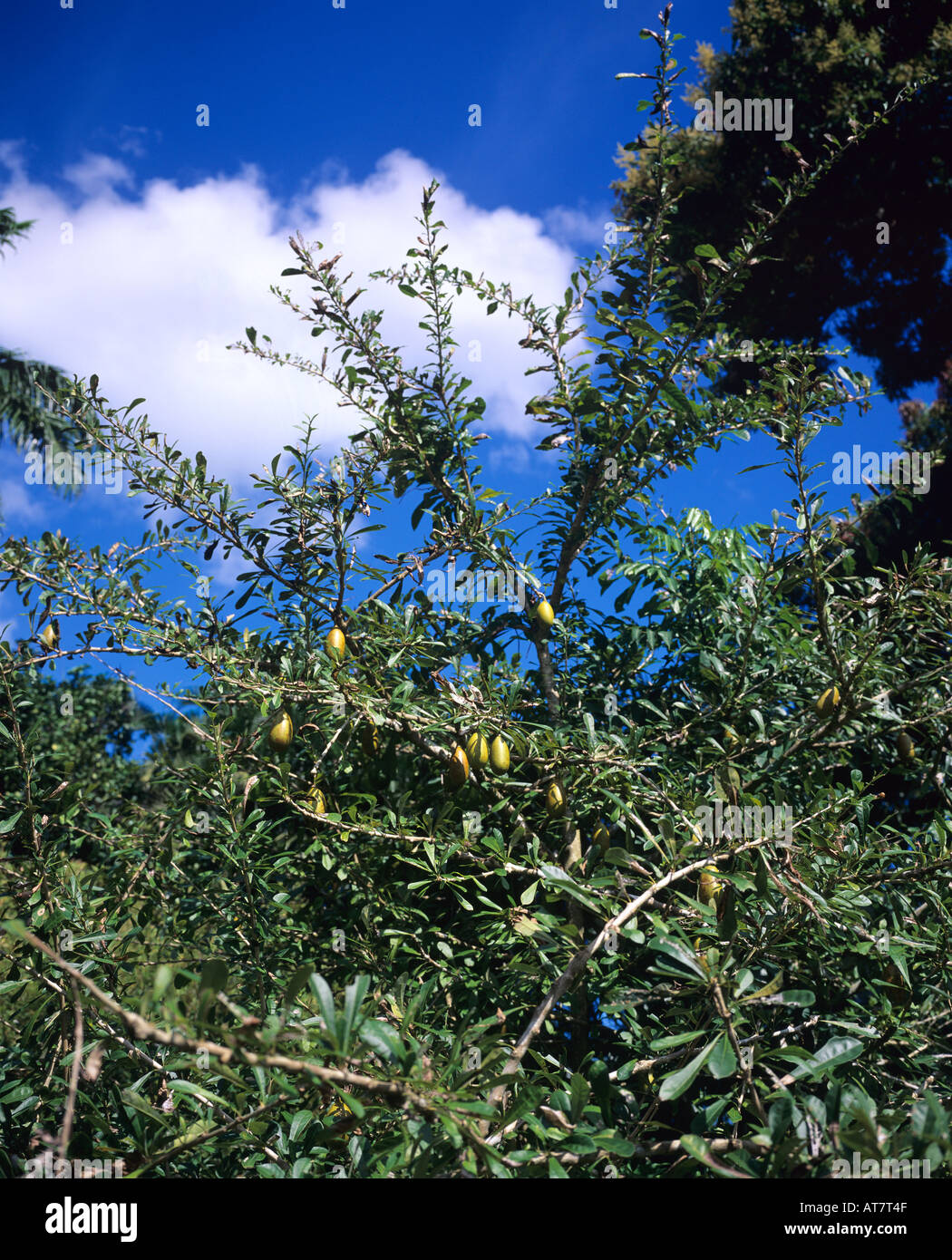 Mango tree mangoes growing plant hi-res stock photography and images ...