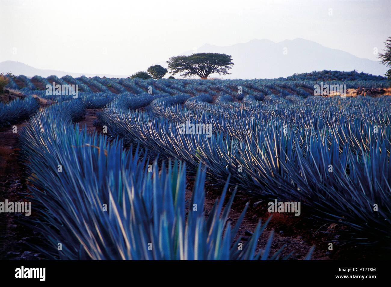 Agave fields mexico hi-res stock photography and images - Alamy