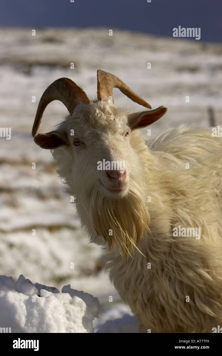 Image of a wild mountain goat Stock Photo - Alamy