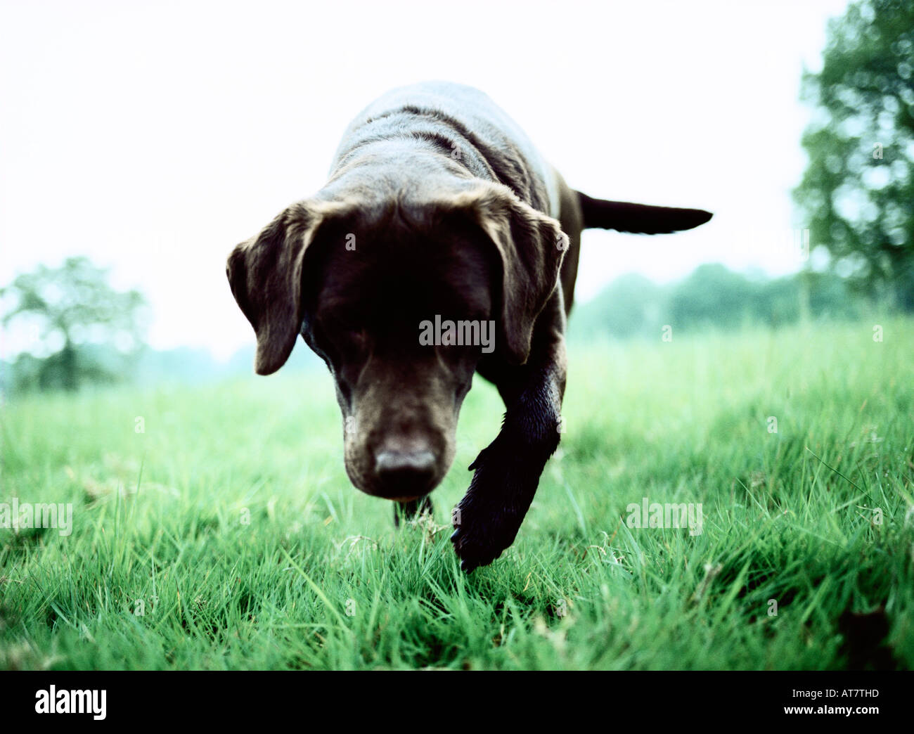 Chocolate Labrador searching in grass Windsor Great Park 2000 Stock ...