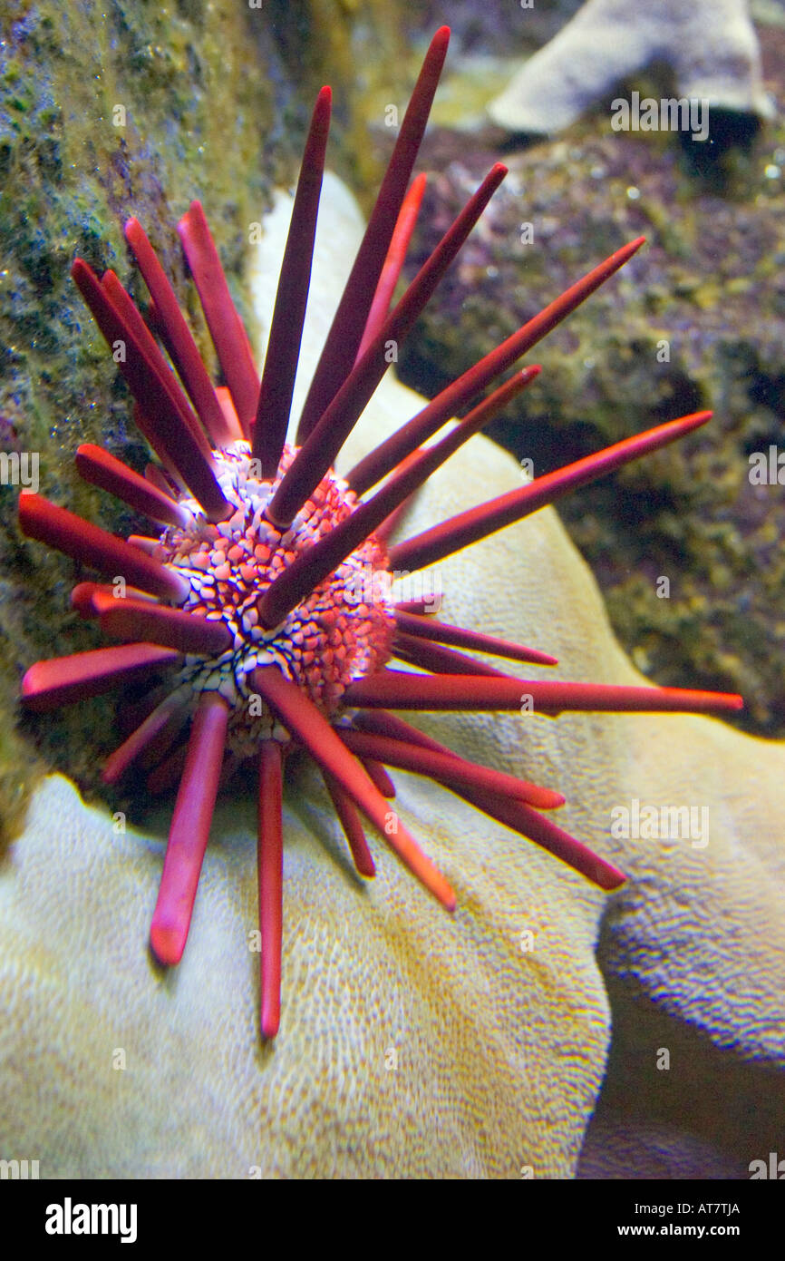 Red pencil sea urchin Stock Photo - Alamy