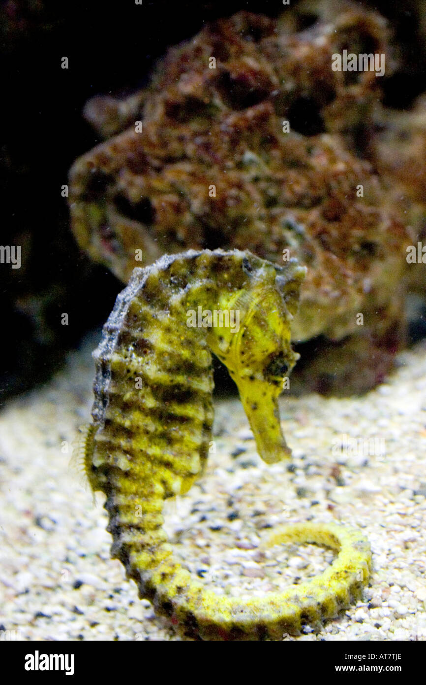 Hippocampus sp hi-res stock photography and images - Alamy