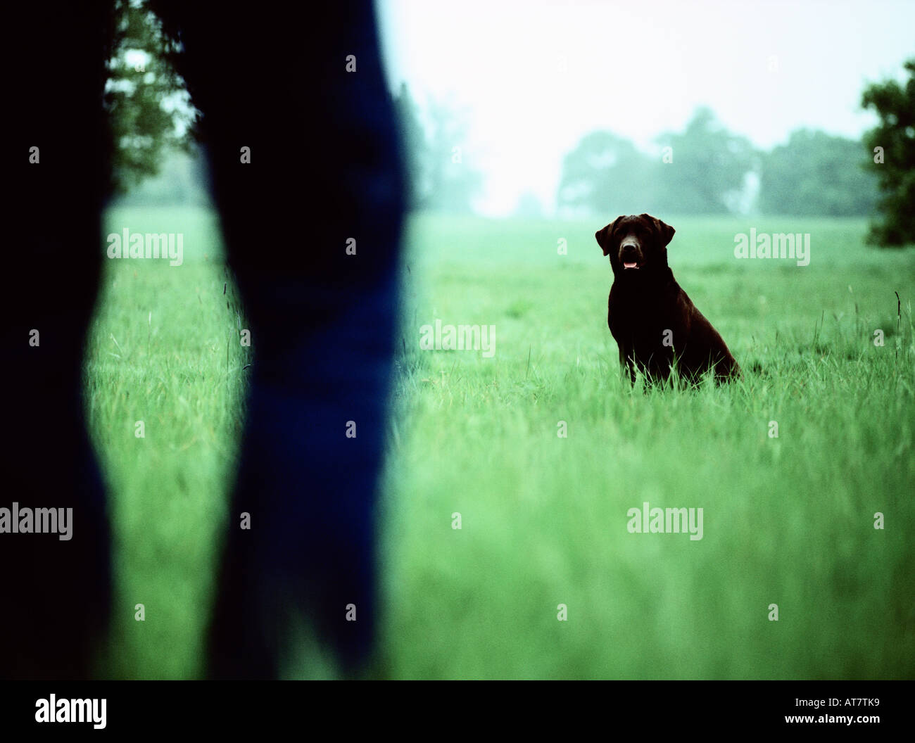Chocolate Labrador, Windsor Great Park 2000 Stock Photo - Alamy