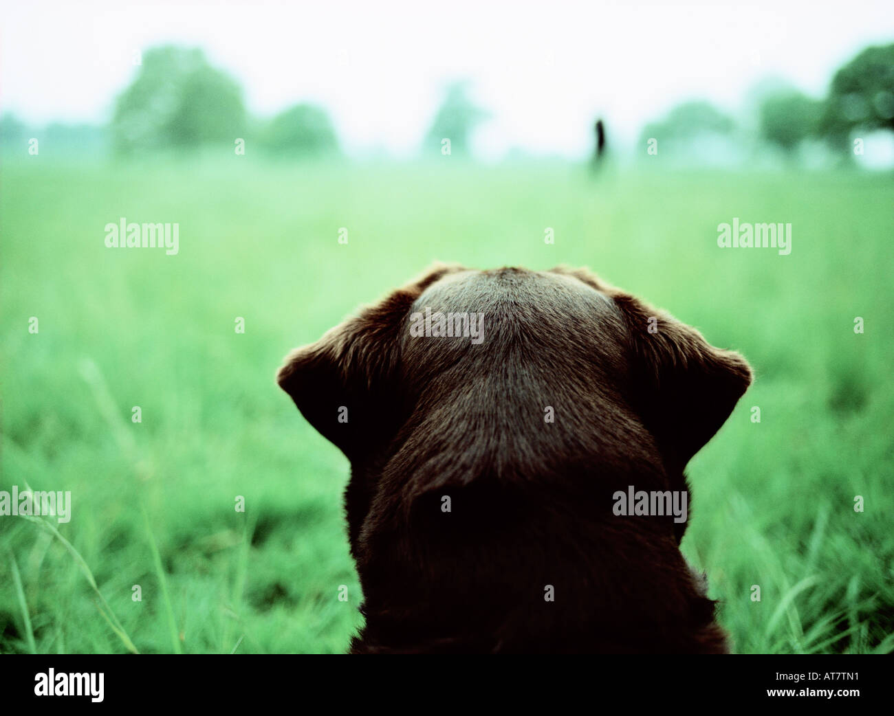 Chocolate Labrador, Windsor Great Park 2000 Stock Photo - Alamy