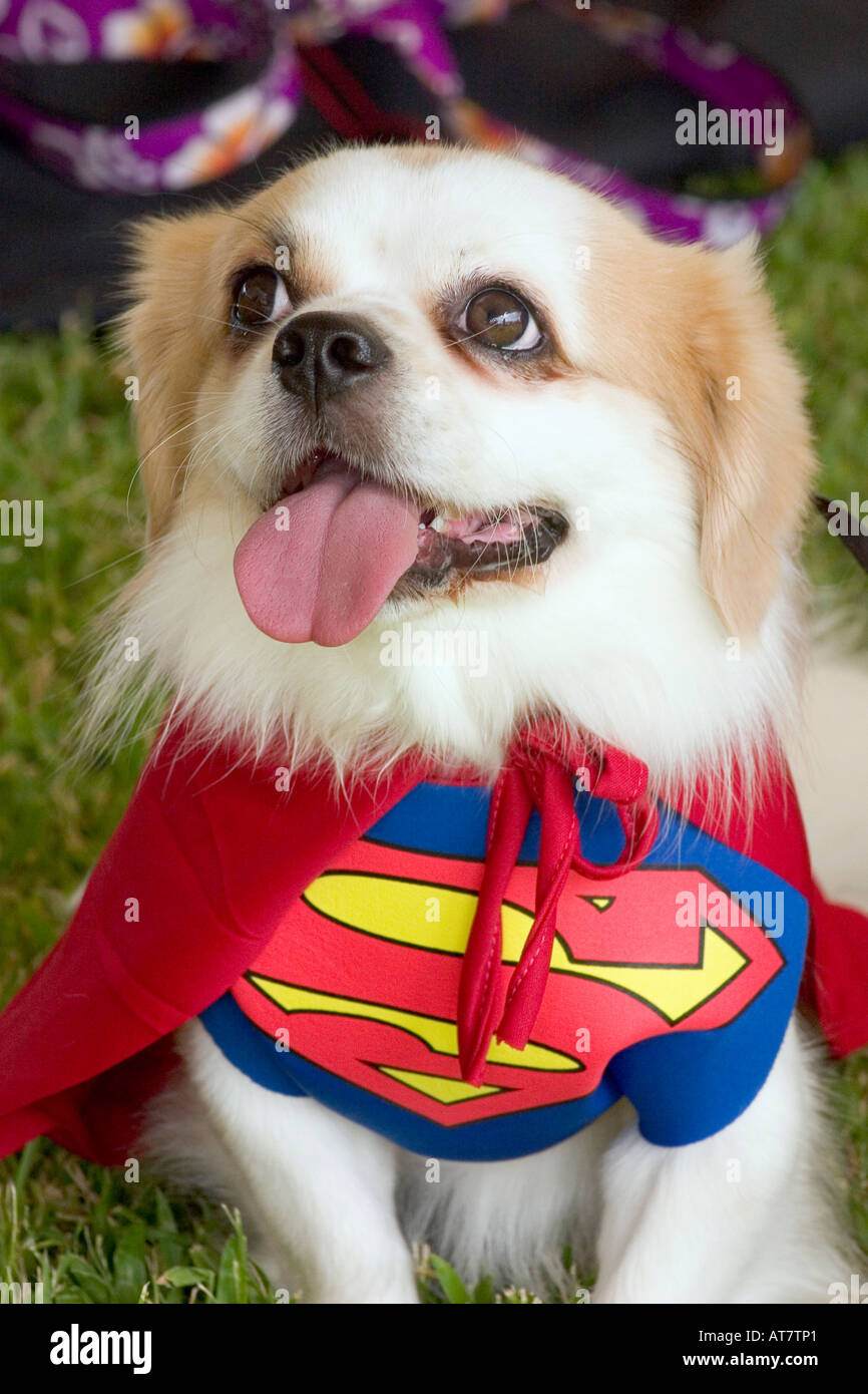 Dog wearing Superman costume with tongue sticking out Stock Photo - Alamy