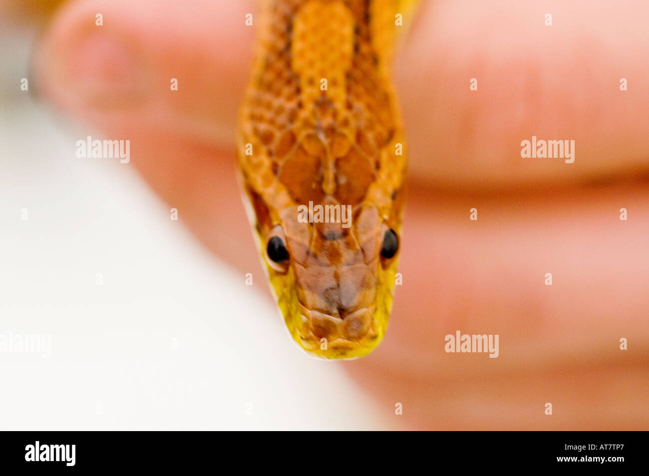 Snake being held hi-res stock photography and images - Alamy