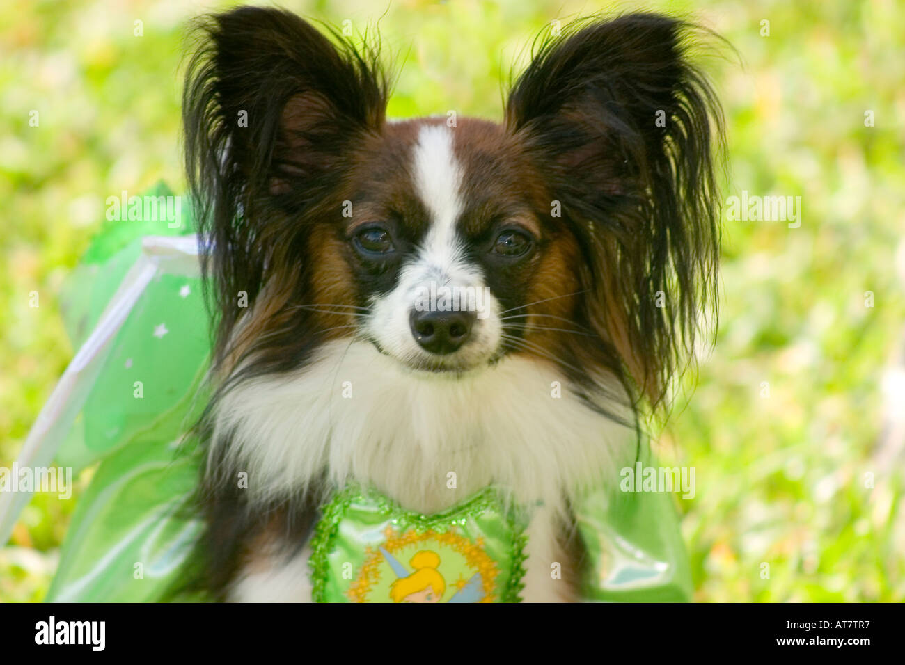 Papillion dog wearing dress Stock Photo - Alamy