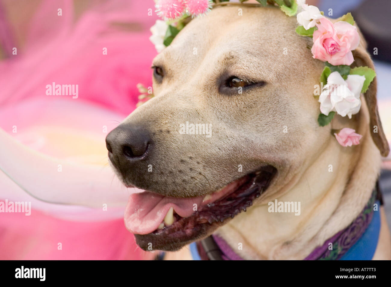 dog wearing flower head dressing Stock Photo - Alamy