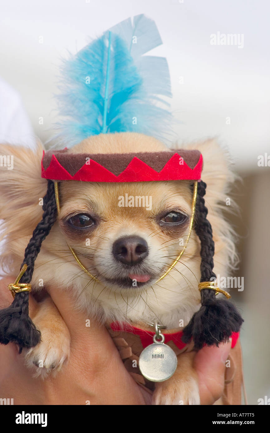 Chihuahua wearing Native American Indian costume Stock Photo - Alamy