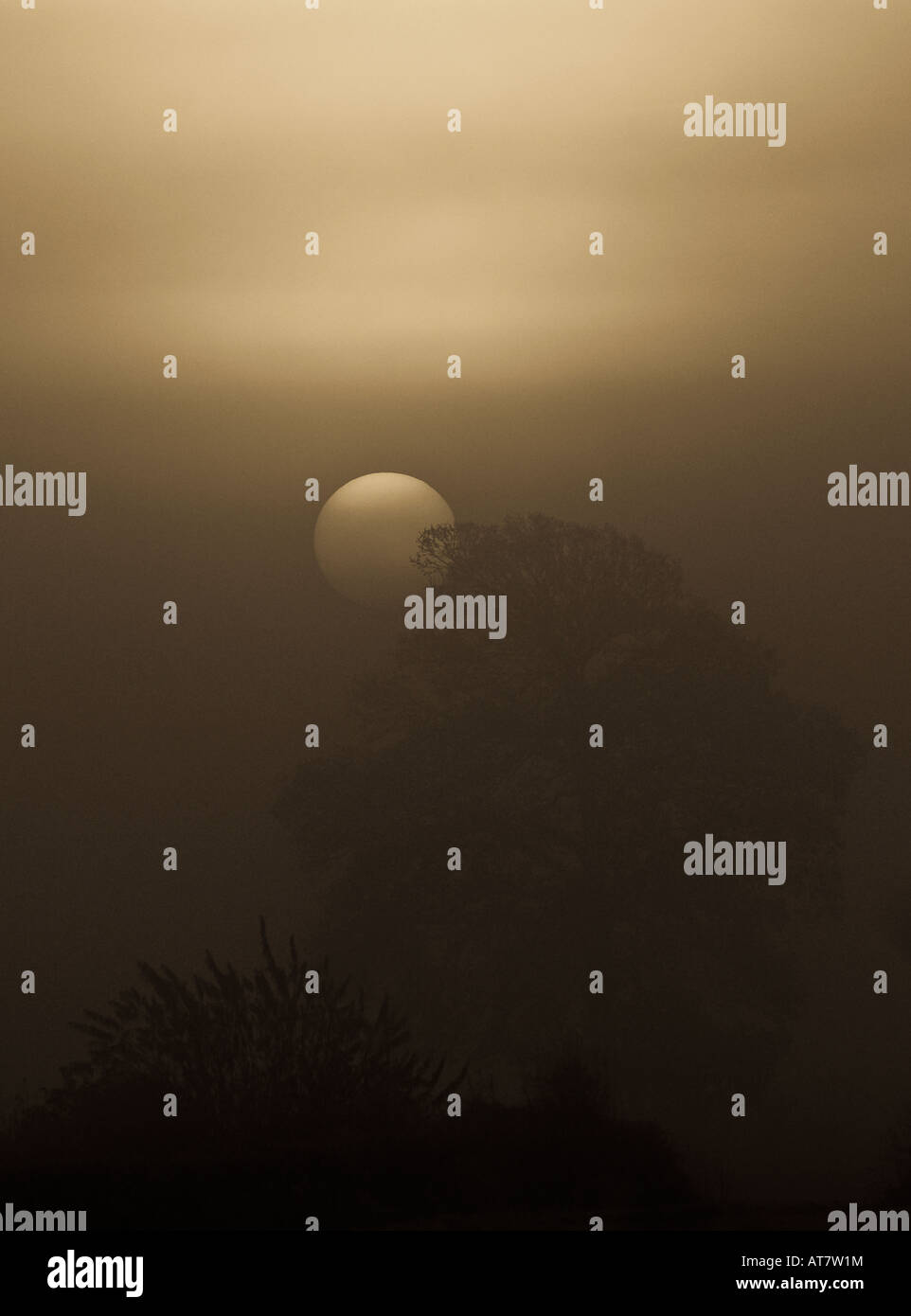 The sun rising behind trees on a frosty misty morning in winter ...