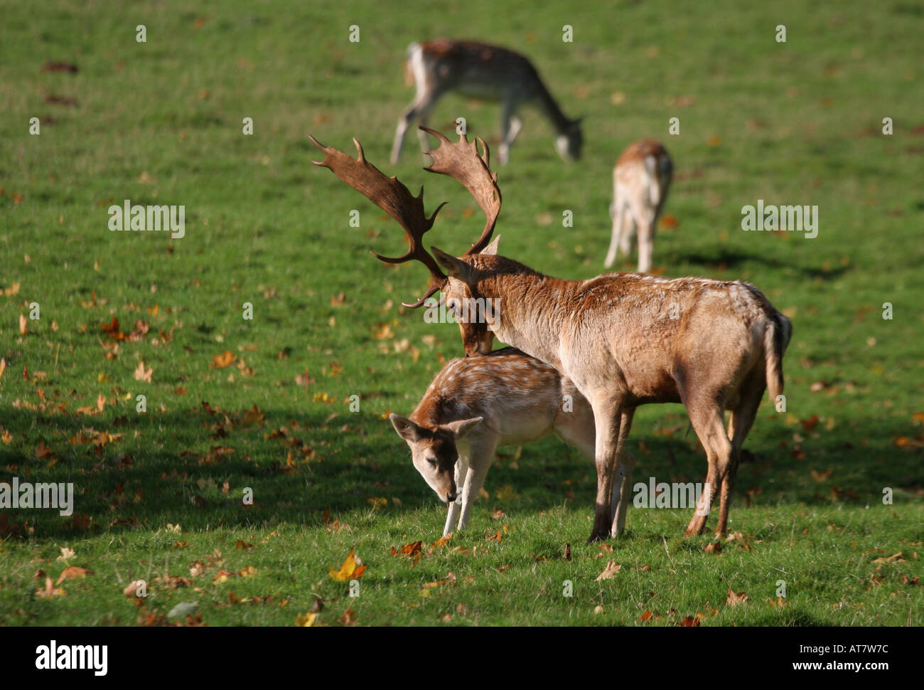 Dear mating hi-res stock photography and images - Alamy