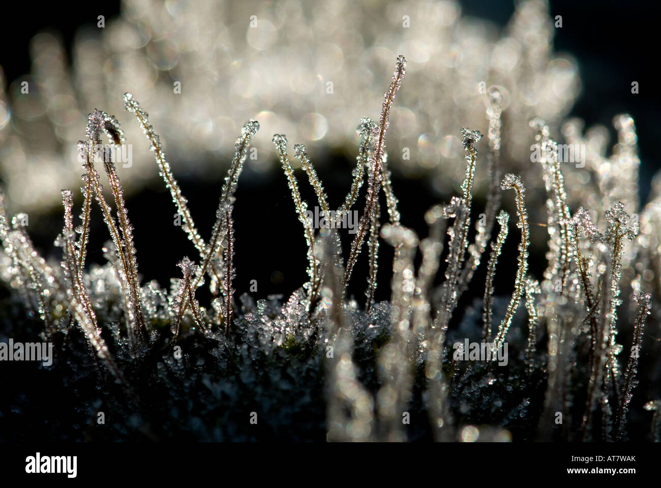 Frozen moss in early morning light Stock Photo - Alamy