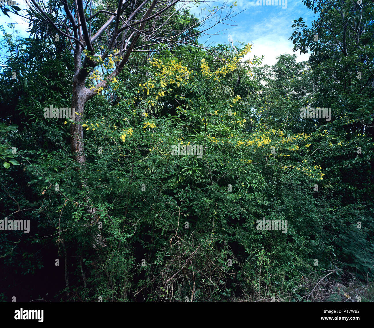 Blooming campeachy tree, Guadeloupe, French West Indies Stock Photo - Alamy