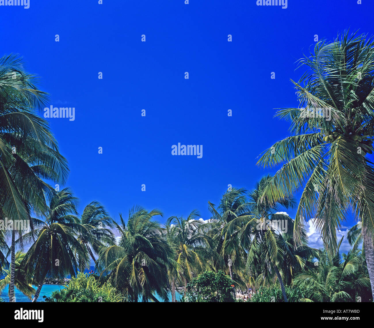 Palm trees and blue sky, Guadeloupe, French West Indies Stock Photo - Alamy