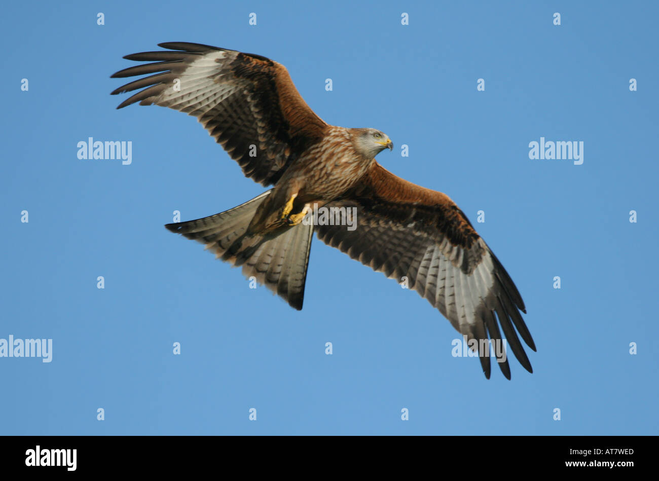 Kite showing hi-res stock photography and images - Alamy