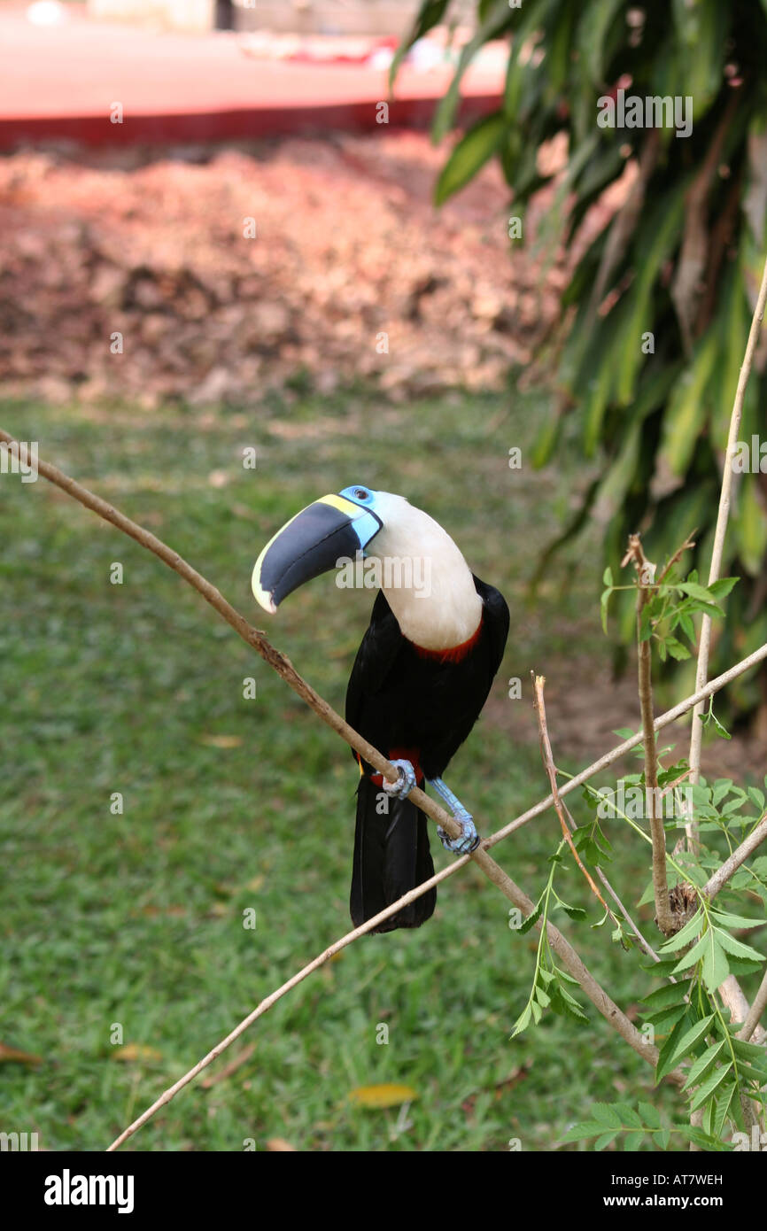 Yellow ridged toucan at a jungle lodge near Puerto Maldonado Peru Stock ...