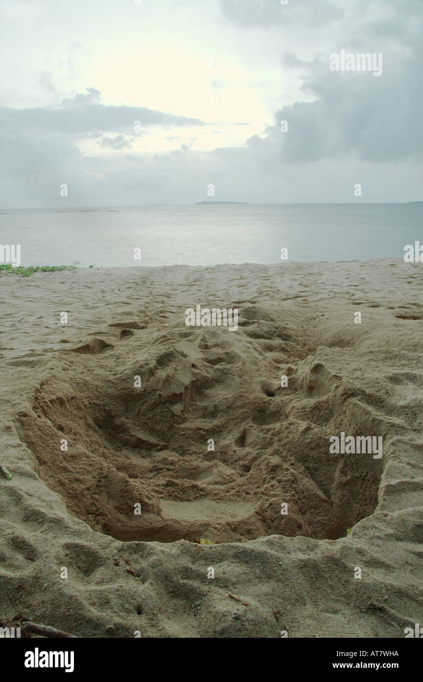 Green Turtle nest on Pulau Selingan (Turtle Island) Sabah, Borneo Stock ...