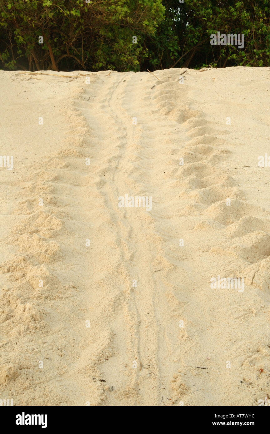 Selingan turtle island hi-res stock photography and images - Alamy