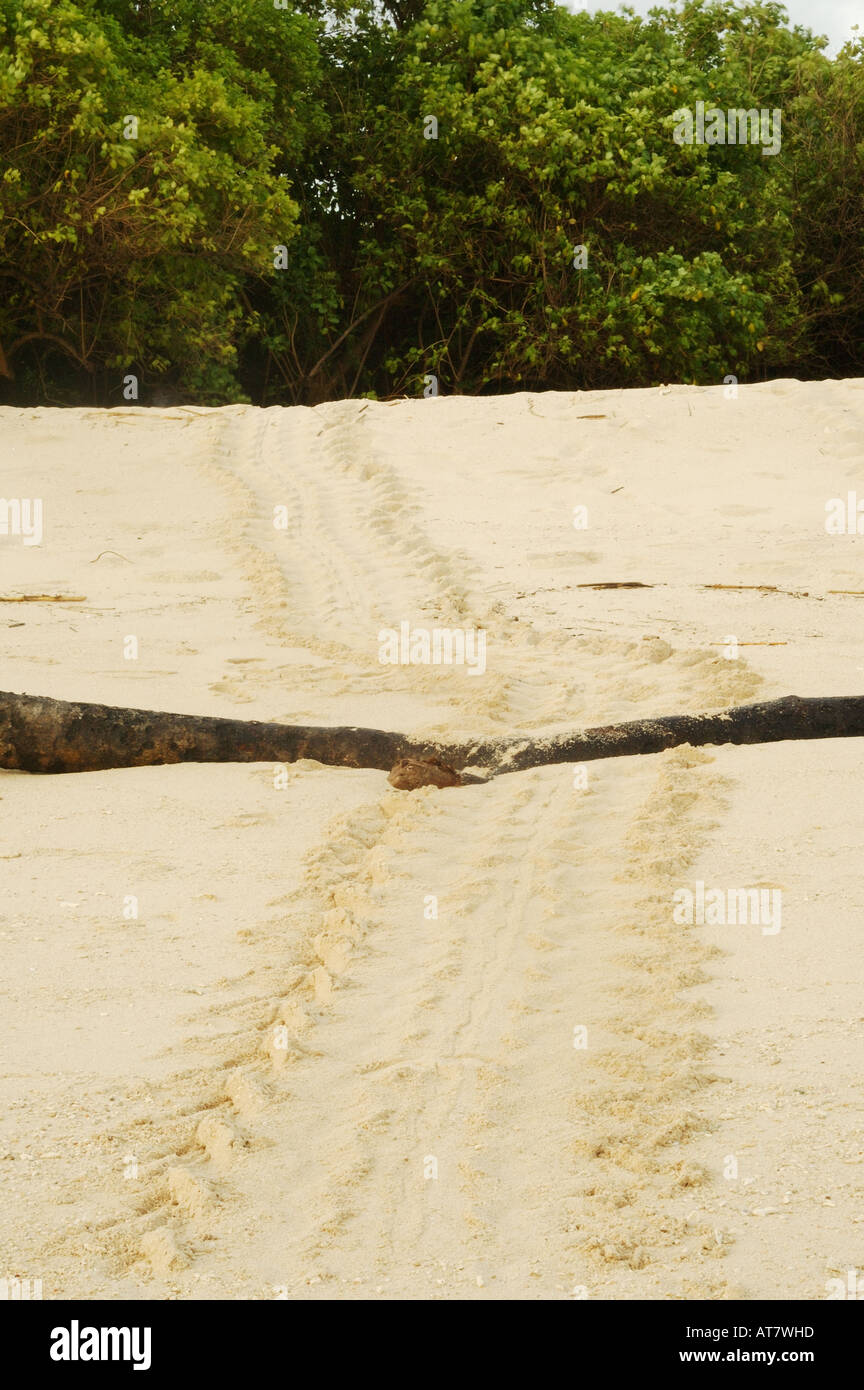Green Turtle tracks in the sand on Pulau Selingan (Turtle Island) Sabah ...
